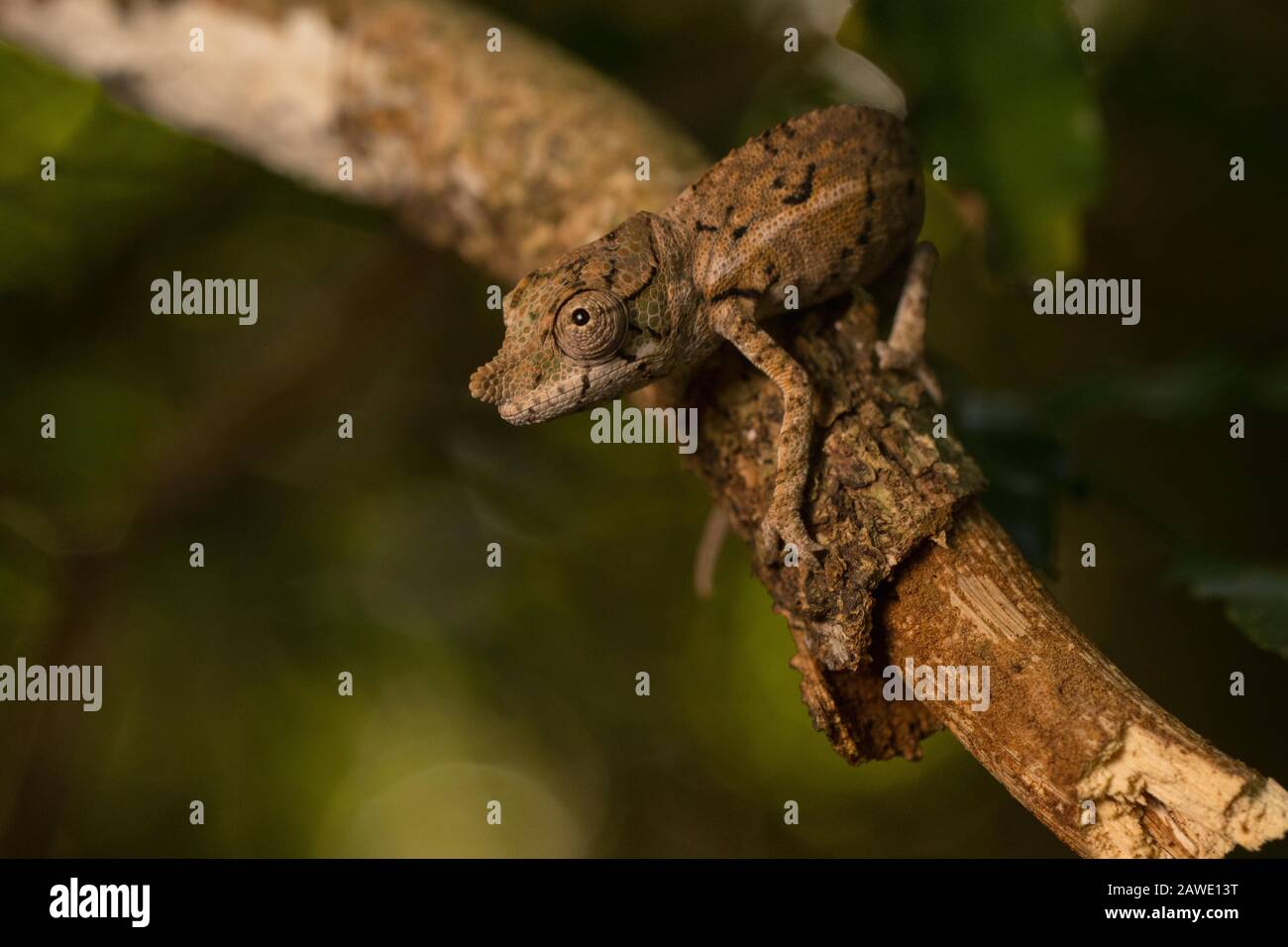 Rhinoceros chameleon (Furcifer rhinoceratus), young animal, male ...