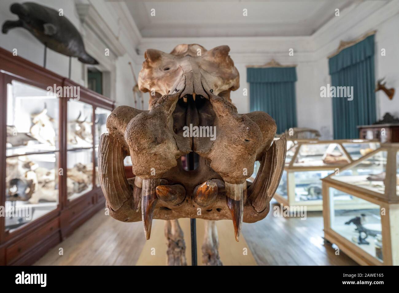 Big skeleton in Coimbra university science museum, Portugal Stock Photo ...