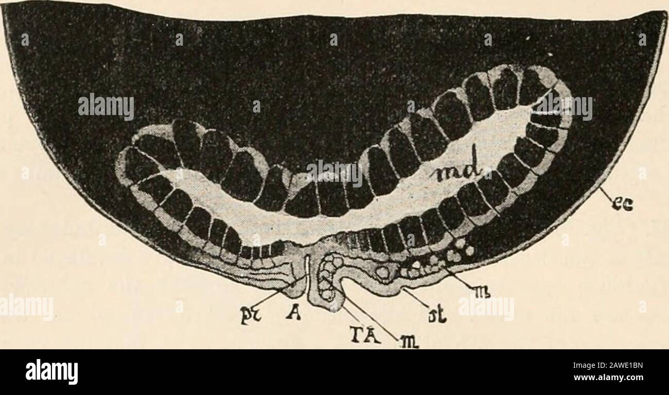 Thoraco abdominal hi-res stock photography and images - Alamy