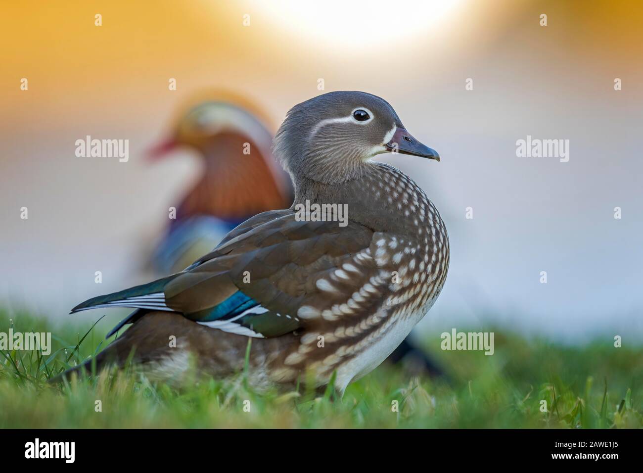Mandarin duck (Aix galericulata), drake and duck, Middle Elbe Biosphere ...