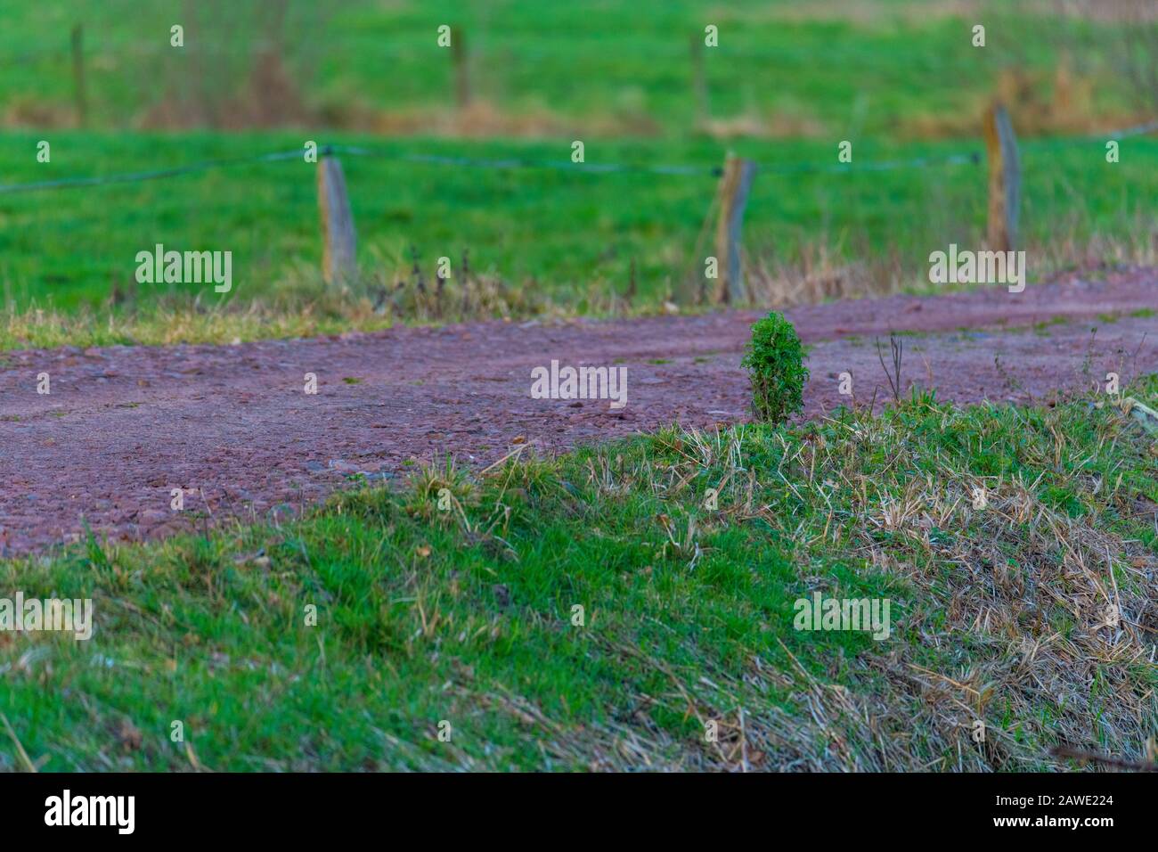 Bush grows hi-res stock photography and images - Alamy