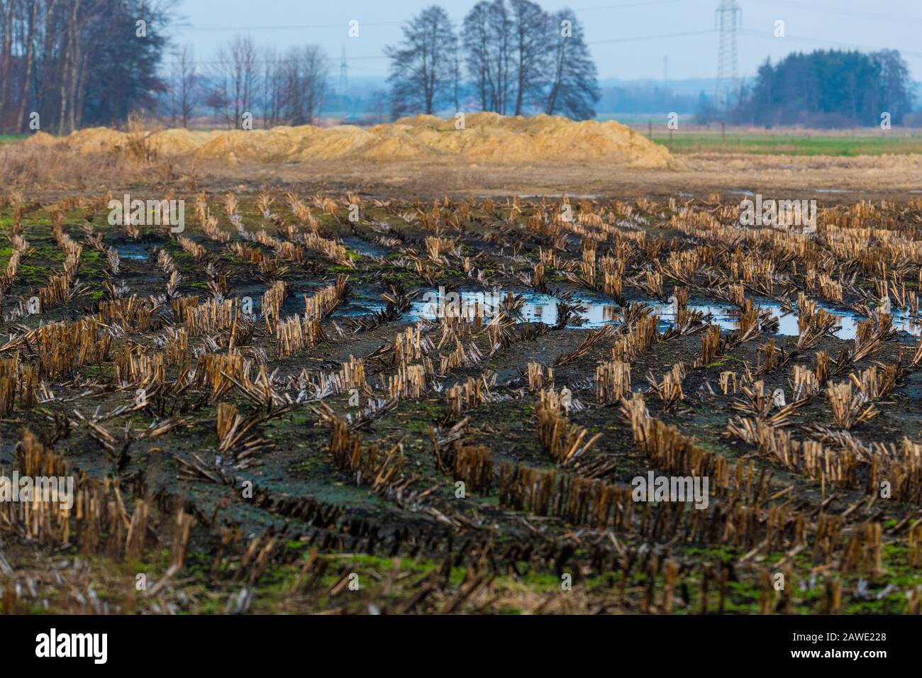 Puddles field crop hi-res stock photography and images - Alamy