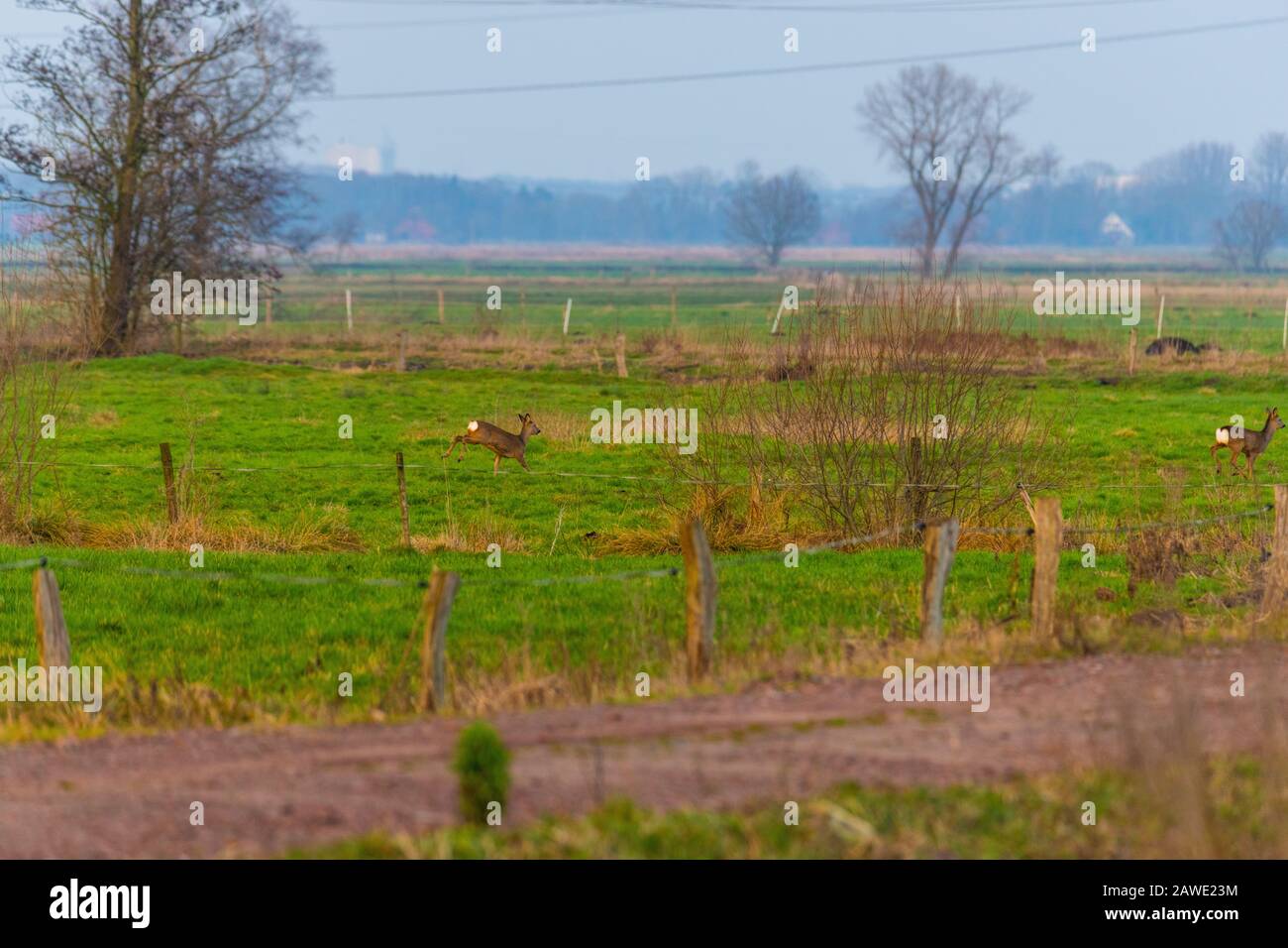 Some deer run across a green field in the evening Stock Photo - Alamy