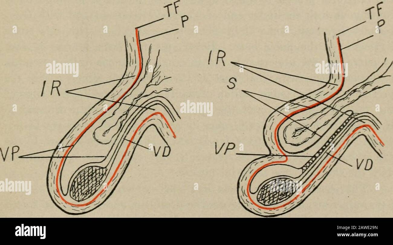 Operative surgery, for students and practitioners . Fig. 268.—Normal ...