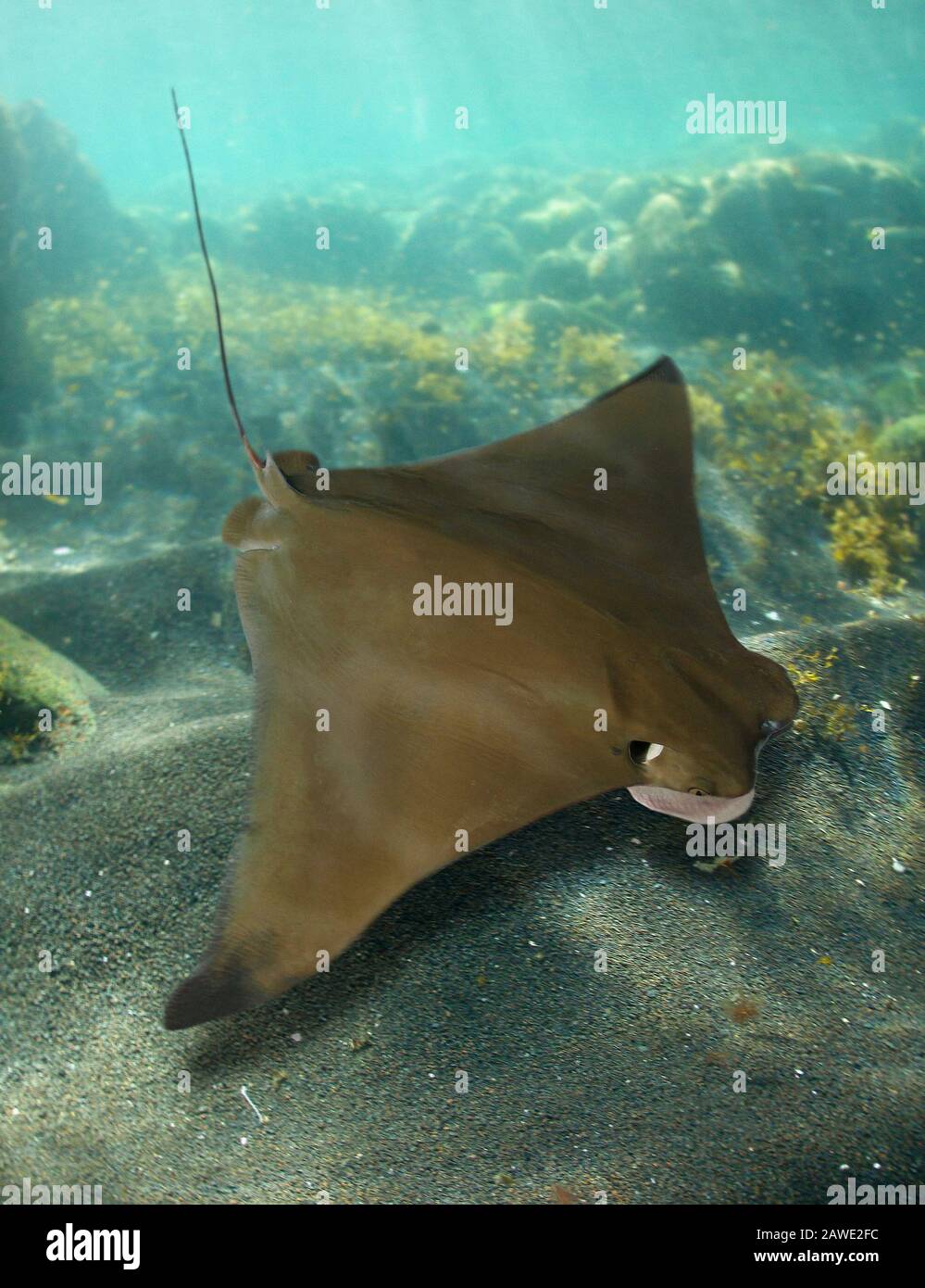 Cownose Ray High Resolution Stock Photography and Images - Alamy