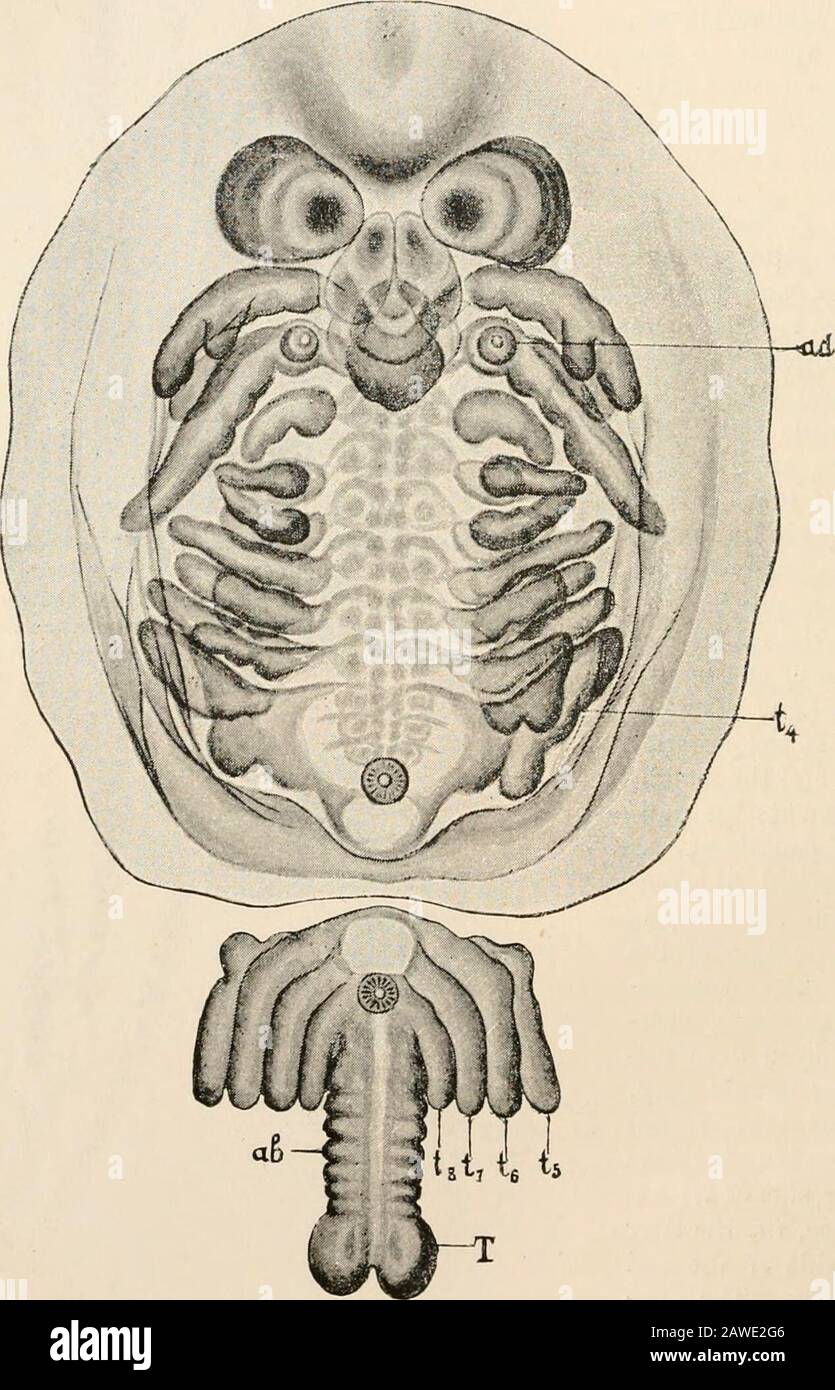 Enteric b hi-res stock photography and images - Alamy