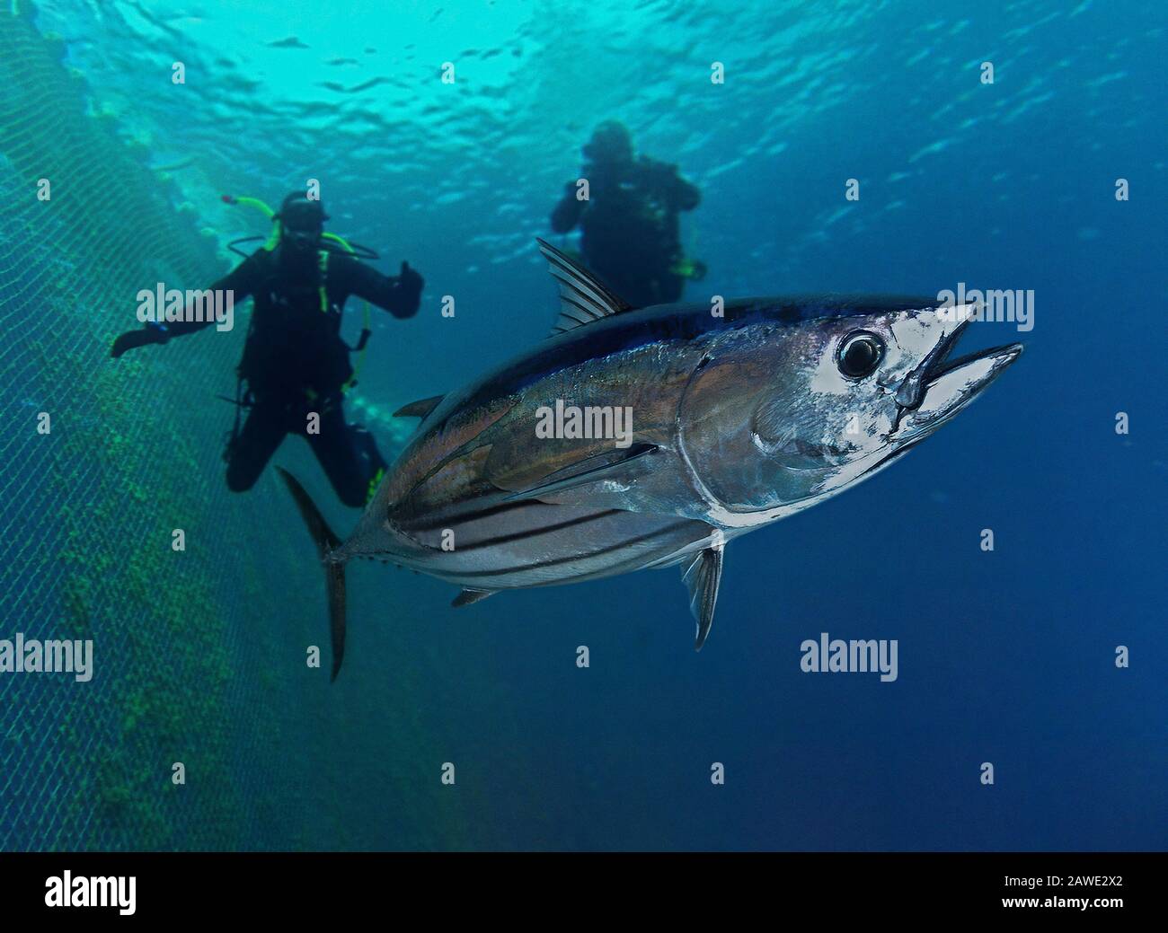 Black Skipjack High Resolution Stock Photography and Images - Alamy
