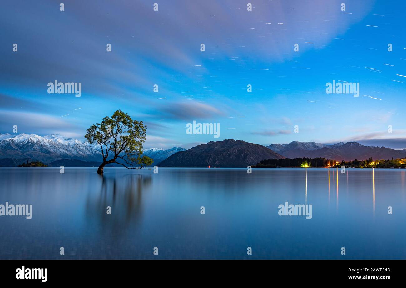 The famous Wanaka Tree in New Zealand Stock Photo - Alamy