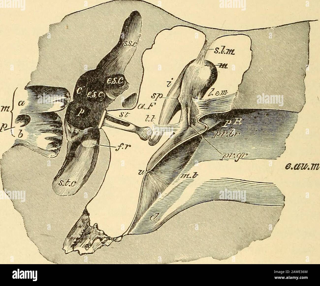 A text-book on diseases of the ear, nose and throat . a-ratus, viewed ...