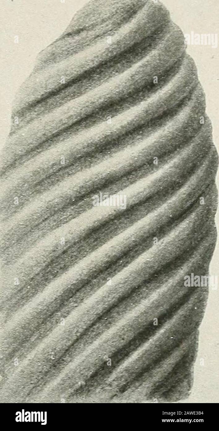 Barrel shaped chest hi-res stock photography and images - Alamy