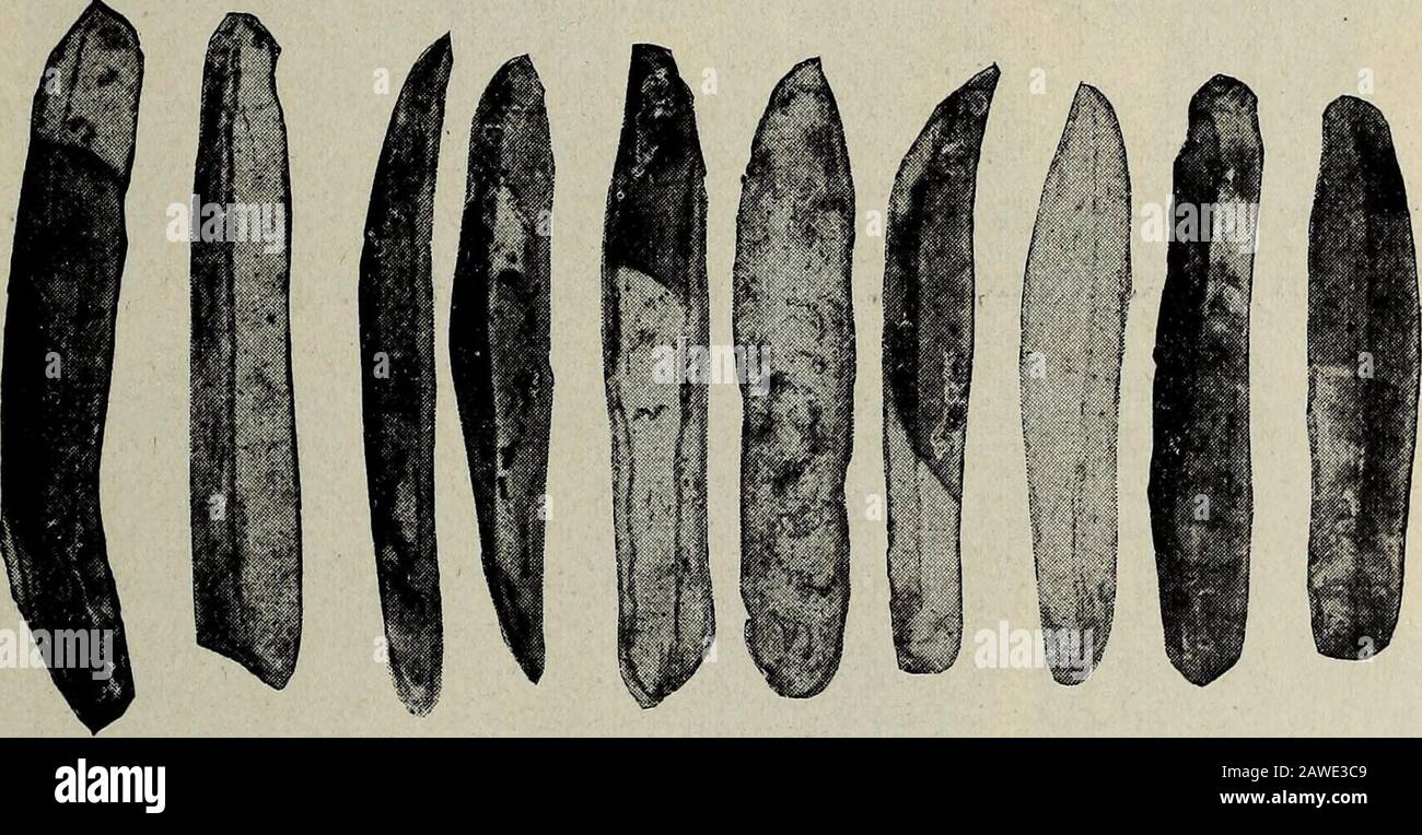 Ohio archæological and historical quarterly . FIG. 62 —Celt. (Length ...