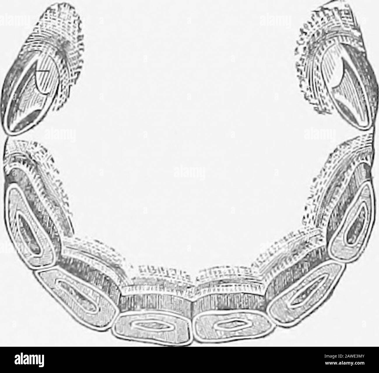 Cup shaped lower Black and White Stock Photos & Images - Alamy