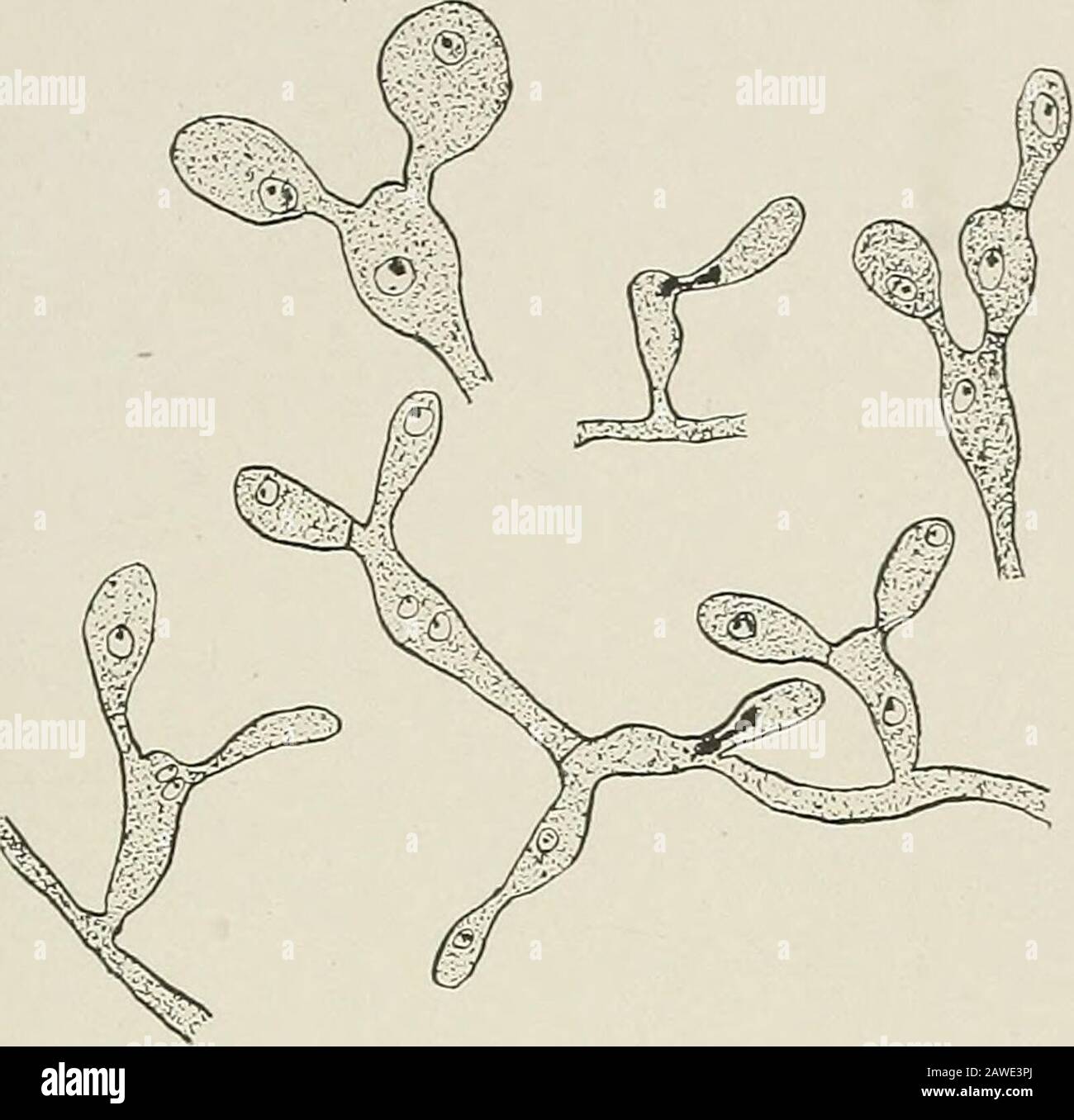 Ascospores hi-res stock photography and images - Alamy