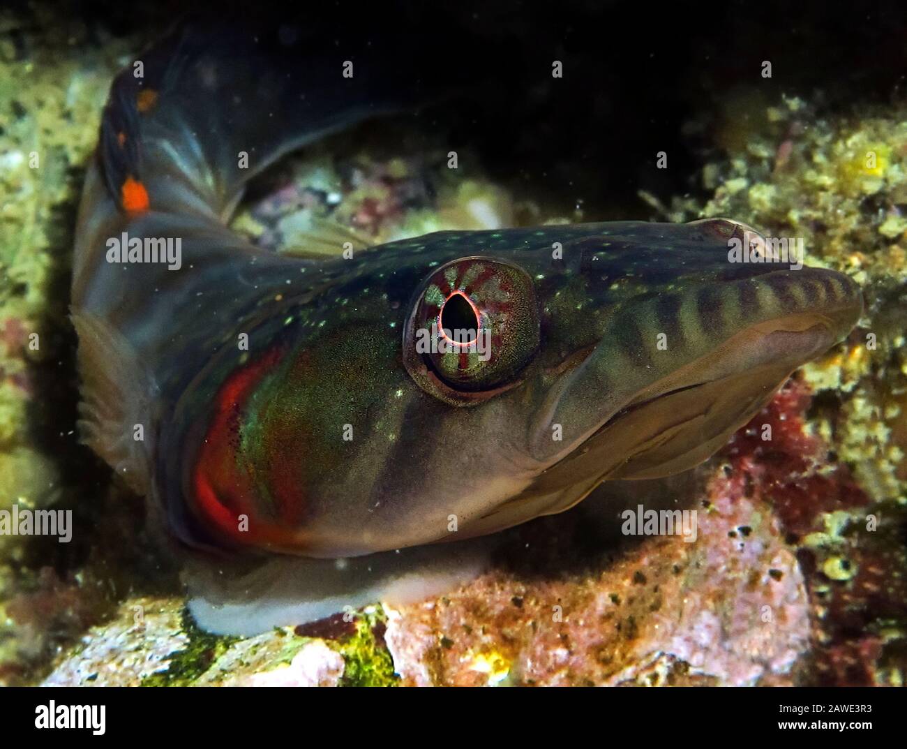Clingfish High Resolution Stock Photography and Images - Alamy