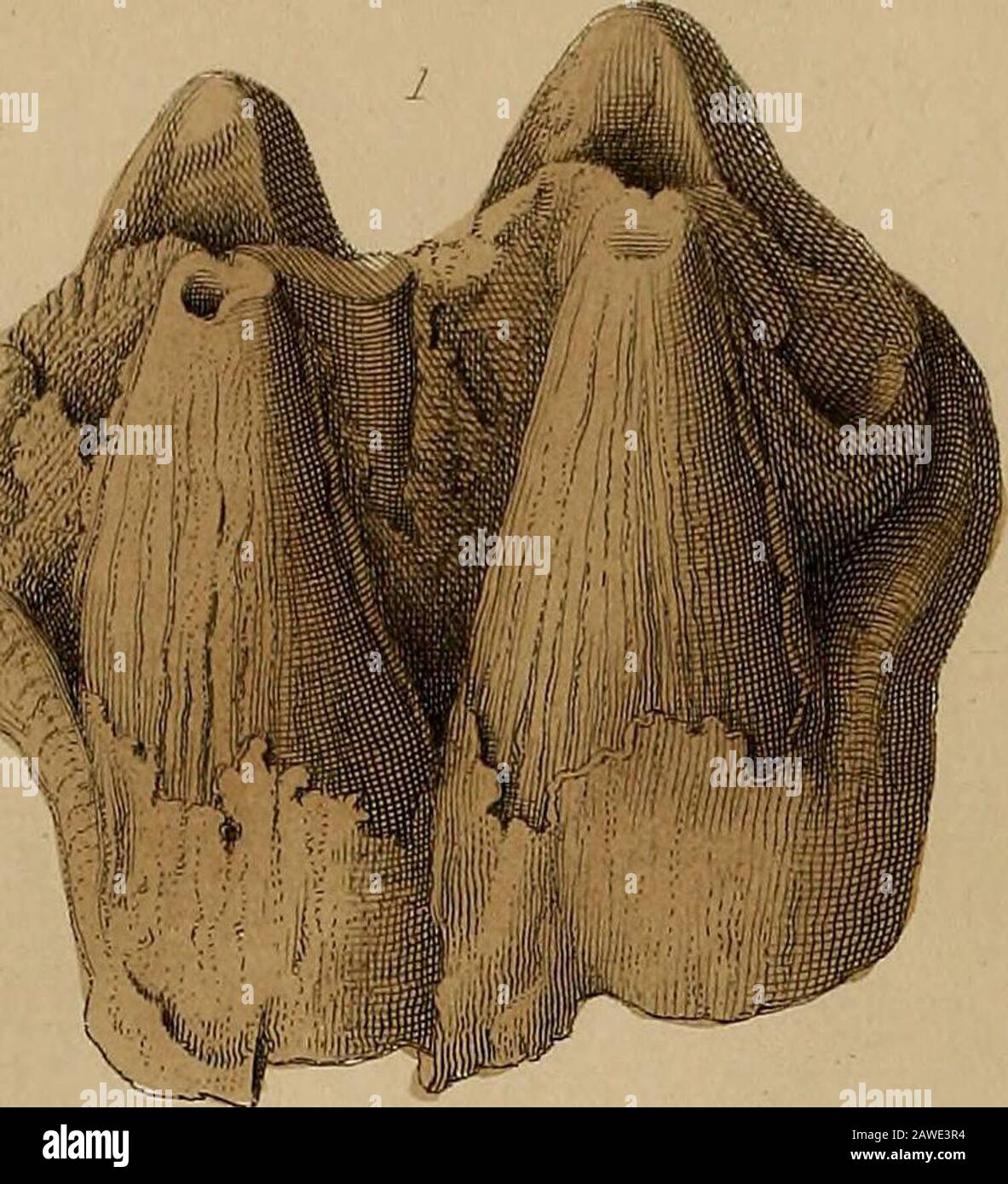 A pictorial atlas of fossil remains, consisting of coloured ...