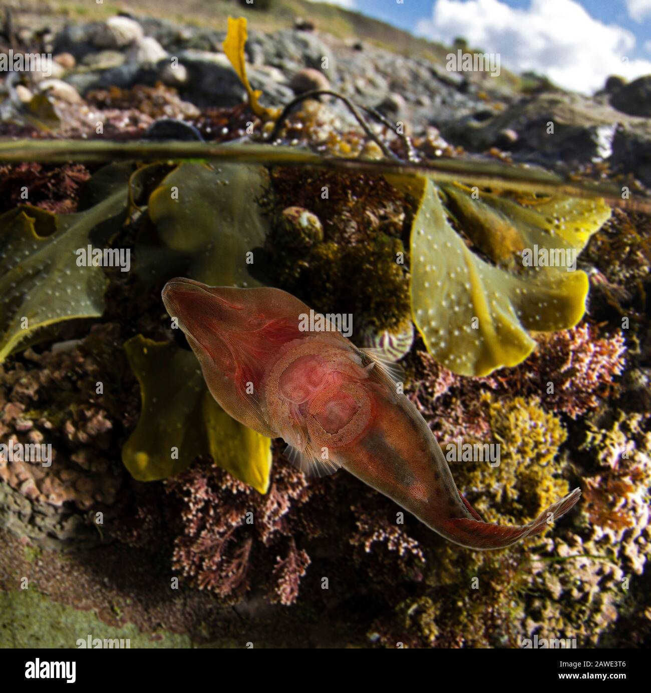 Ventral Fins High Resolution Stock Photography and Images - Alamy
