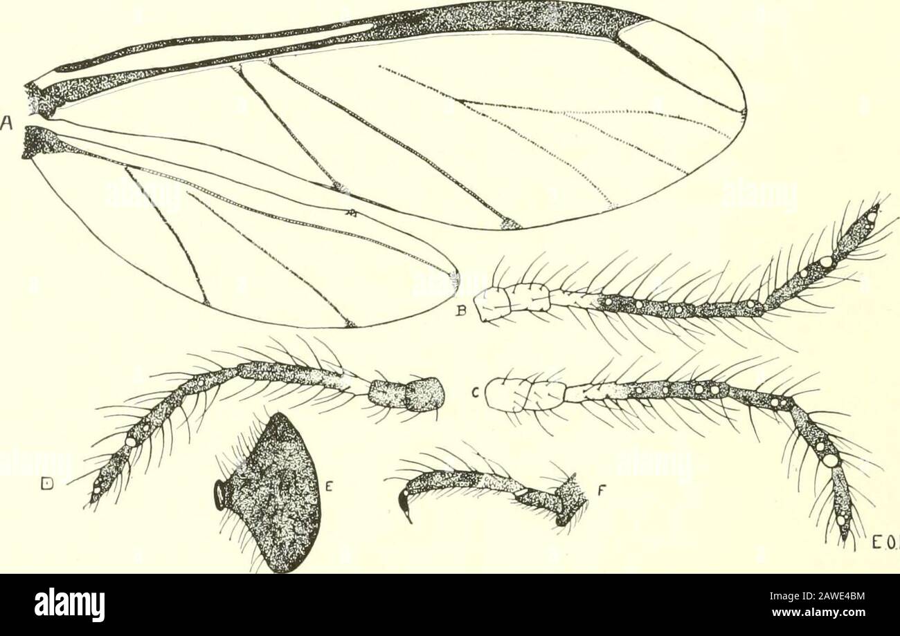 Deep reddish brown body hi-res stock photography and images - Alamy