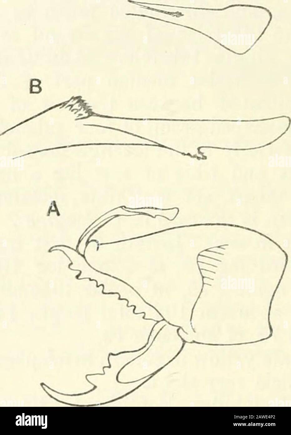 The annals and magazine of natural history : zoology, botany, and ...