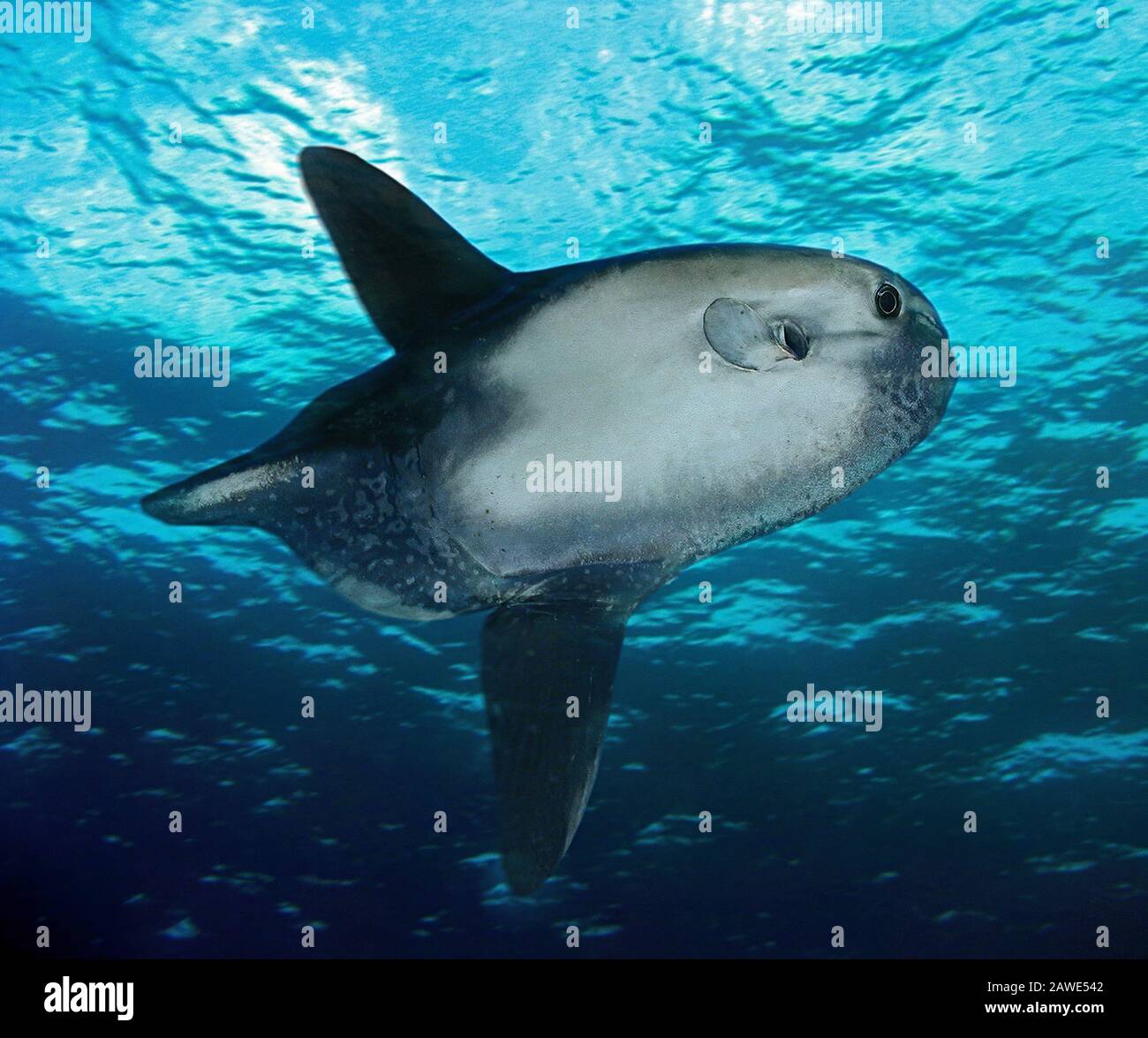 Sharptail Mola High Resolution Stock Photography and Images - Alamy