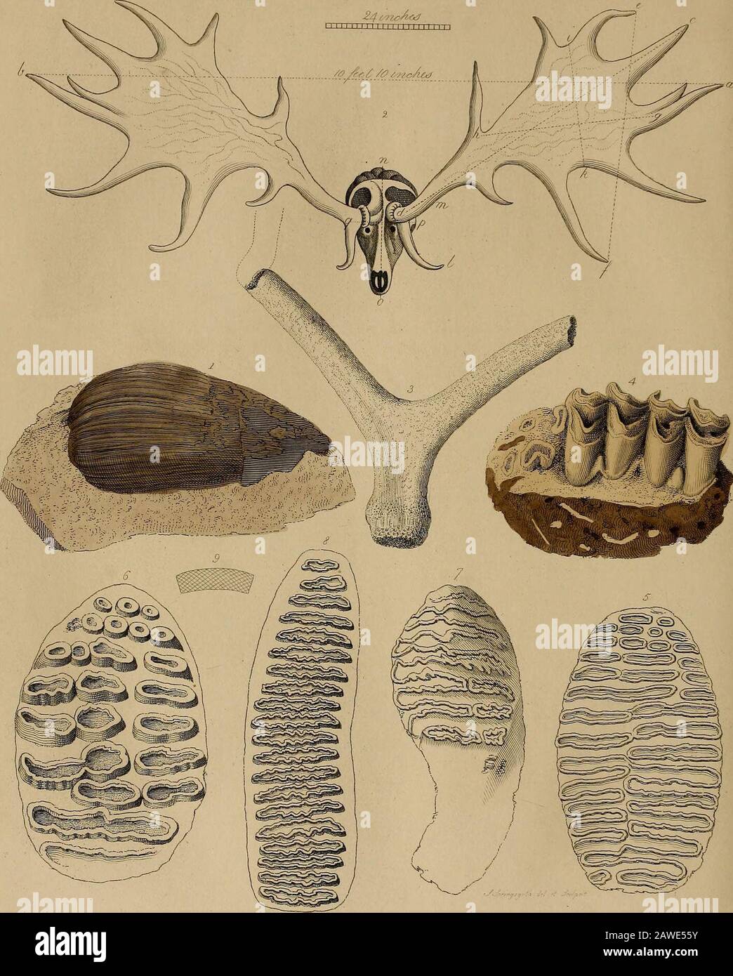 A pictorial atlas of fossil remains, consisting of coloured ...
