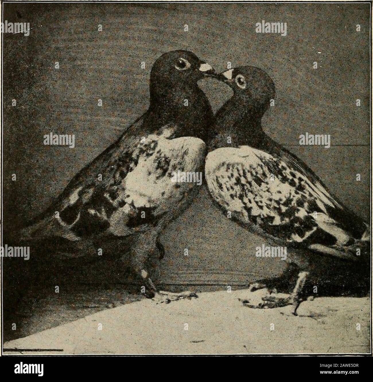 Canker pigeon hi-res stock photography and images - Alamy