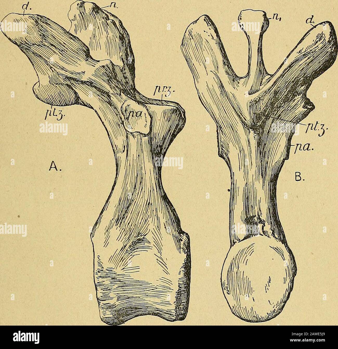 Geological magazine . plant-roots,grass, moss, and water penetrating ...