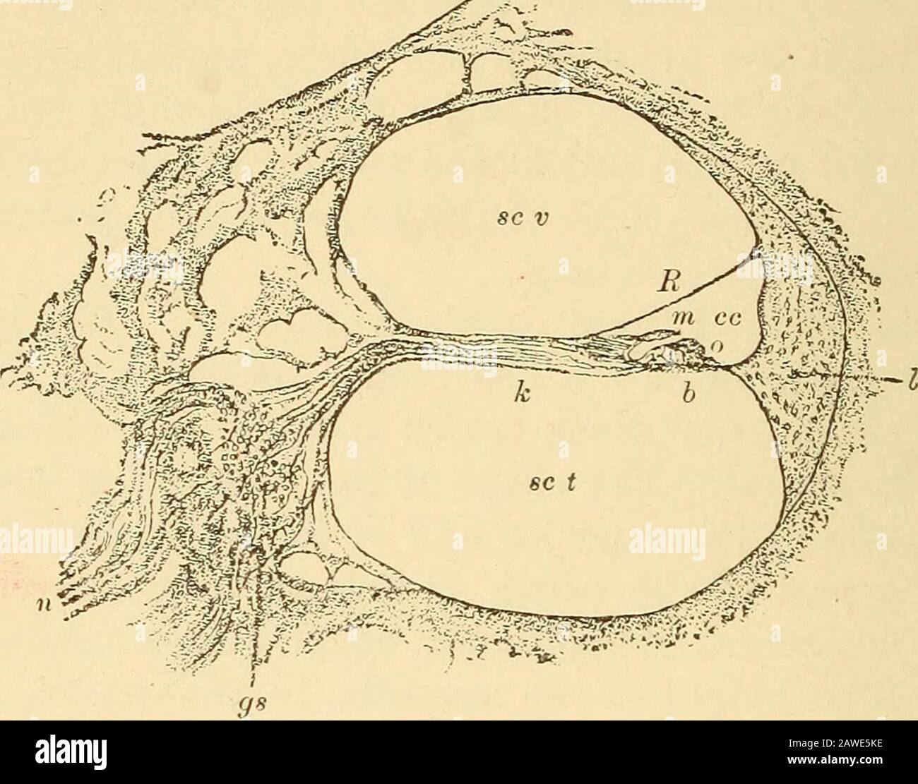 Vestibular lamina hi-res stock photography and images - Alamy