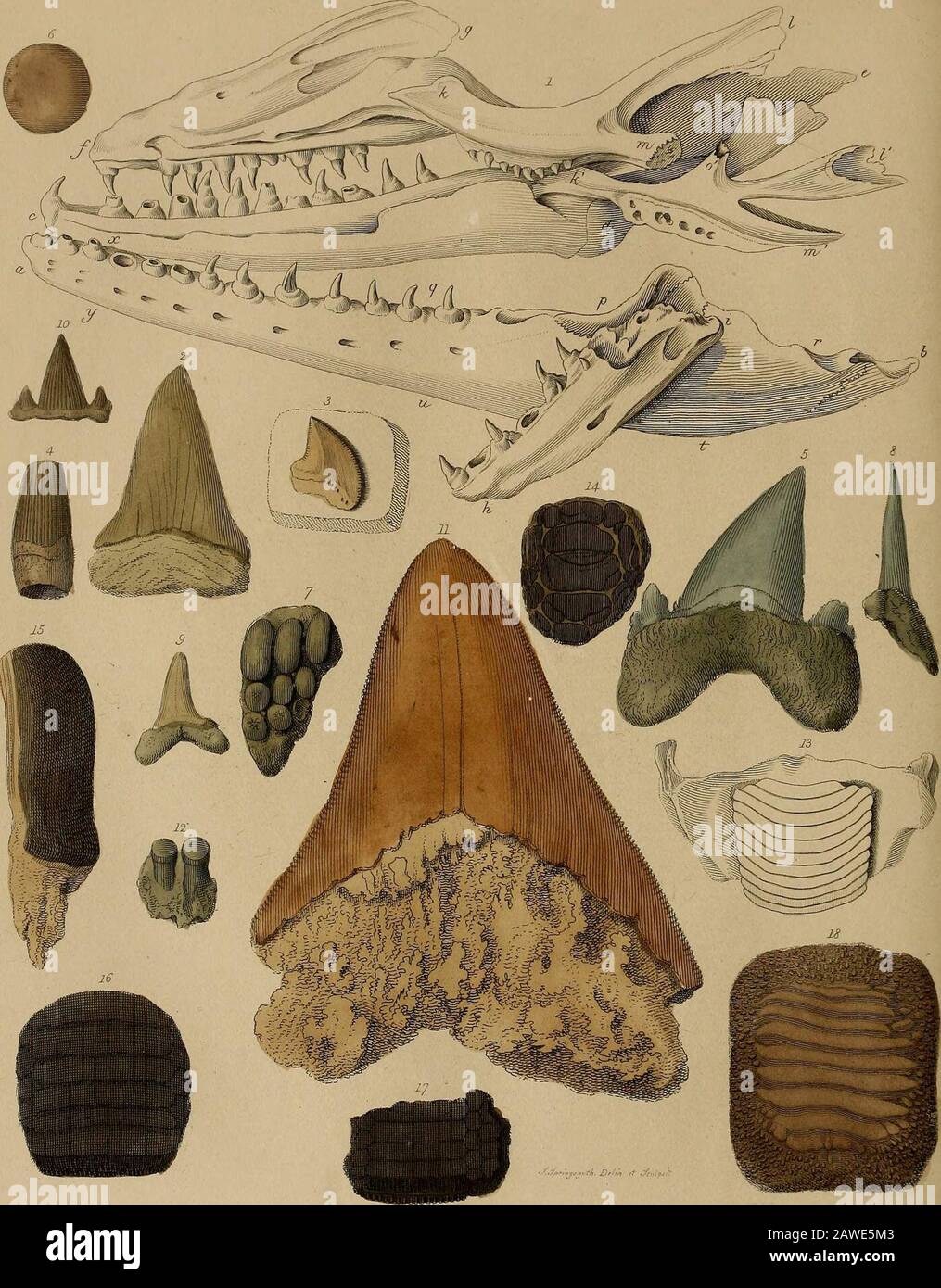 Steneosaurus hi-res stock photography and images - Alamy