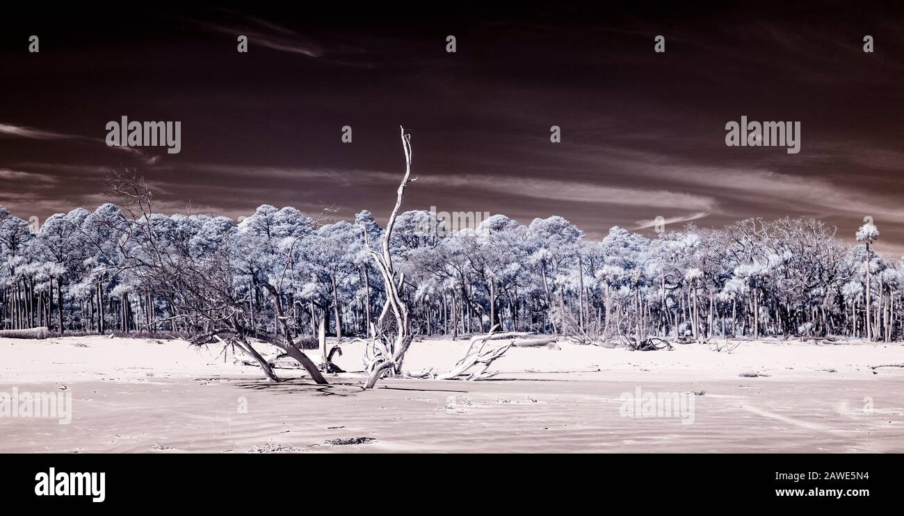False color infrared photograph of beach and forest, surreal landscape ...