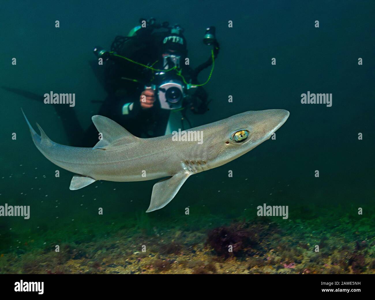 Hound Fish High Resolution Stock Photography and Images - Alamy