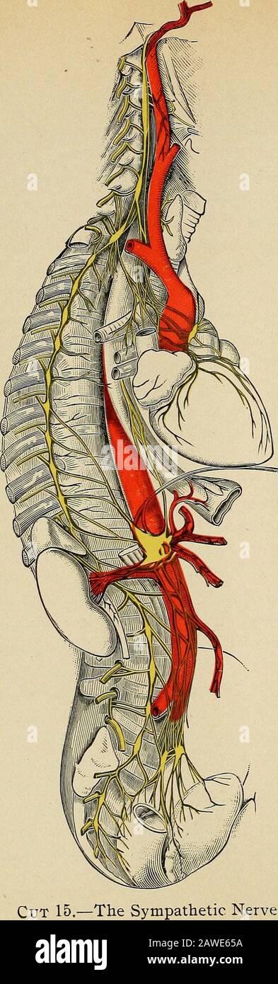 Splanchnic nerve hi-res stock photography and images - Alamy