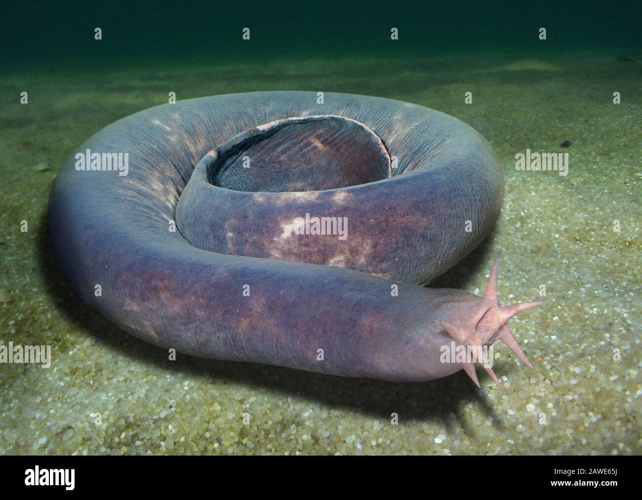 Hagfish Slime Atlantic