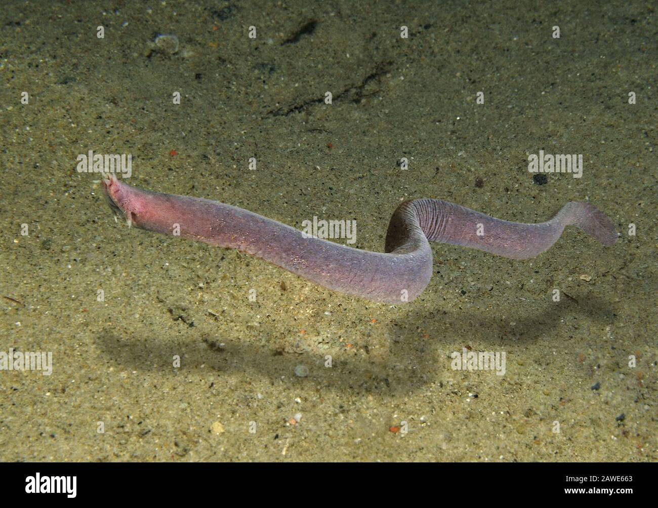 Hagfish High Resolution Stock Photography and Images - Alamy