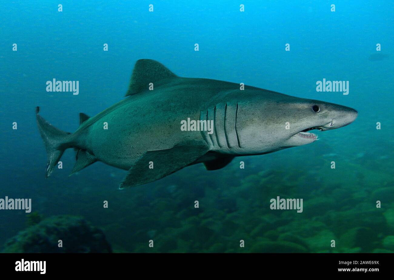 Odontaspis High Resolution Stock Photography and Images - Alamy