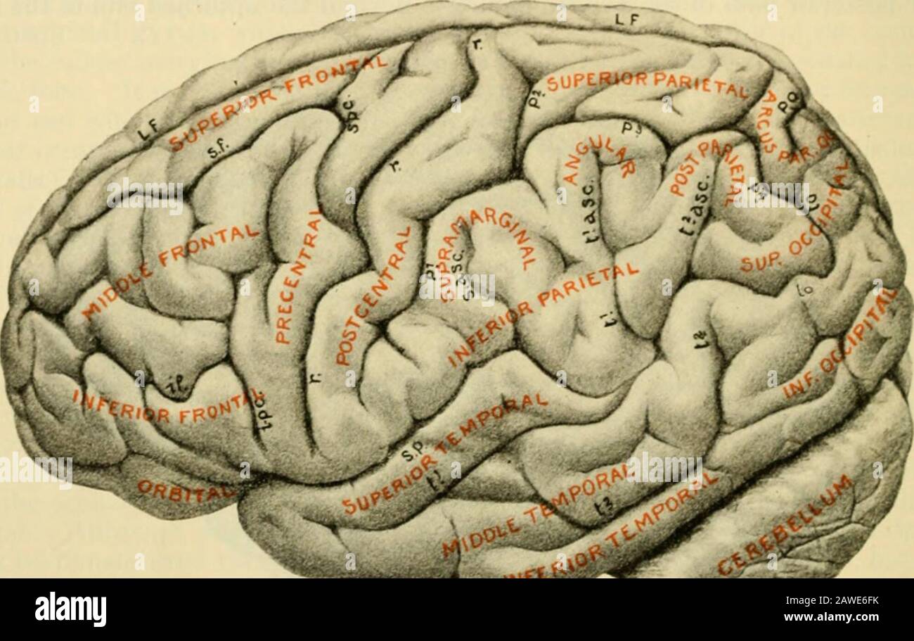 Human anatomy, including structure and development and practical ...