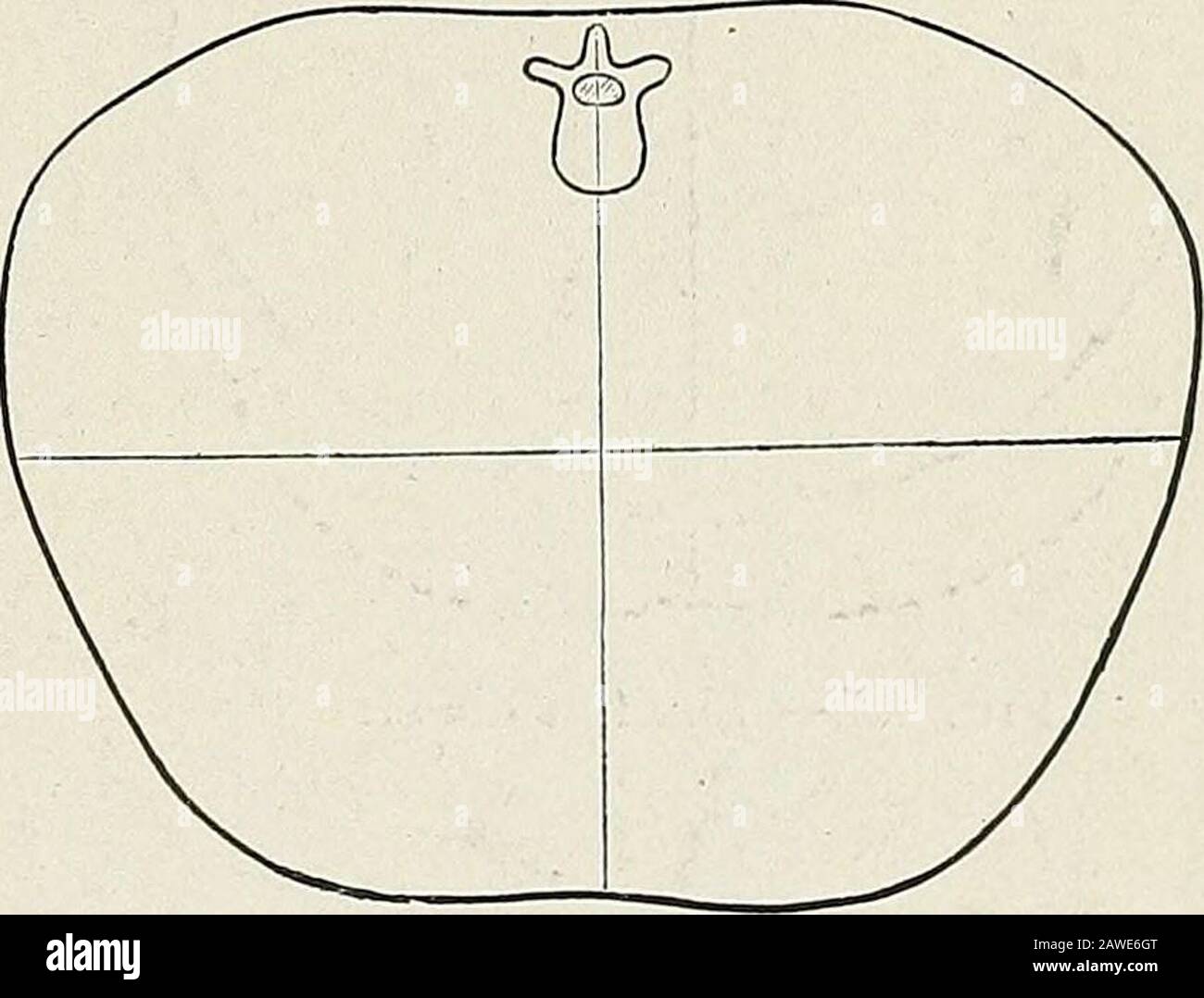 Diseases of the chest and the principles of physical diagnosis . Fig ...