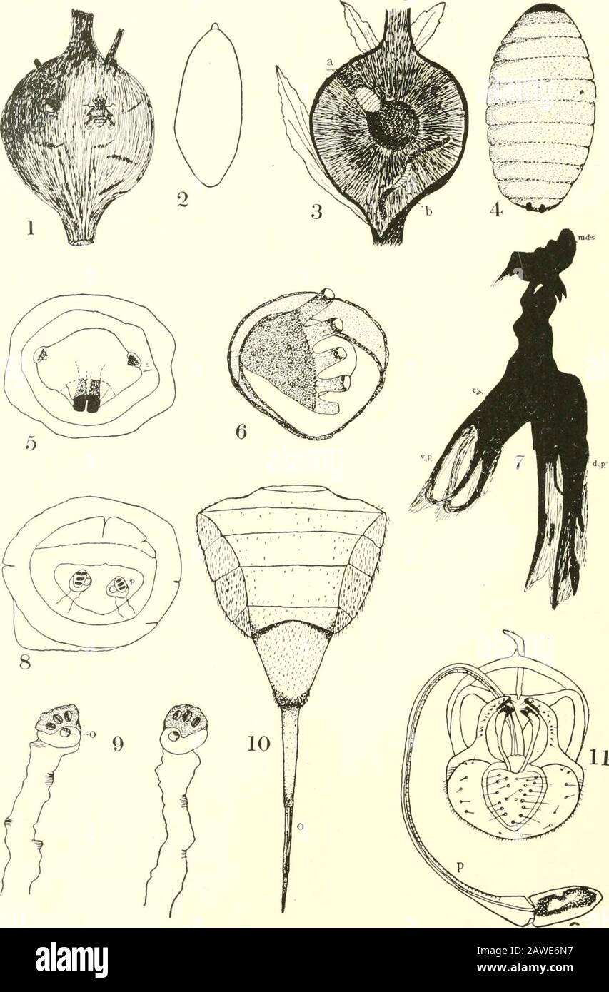 Journal of entomology and zoology . reatly enlarged.Longisection of a ...
