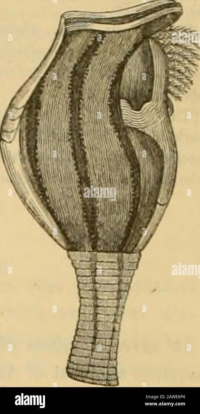 Peduncle muscle hi-res stock photography and images - Alamy
