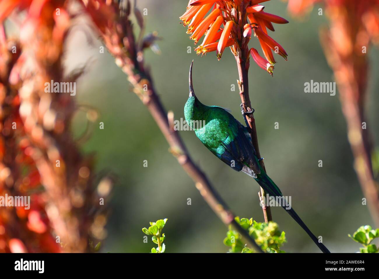 Nectarinia famosa famosa hi-res stock photography and images - Alamy