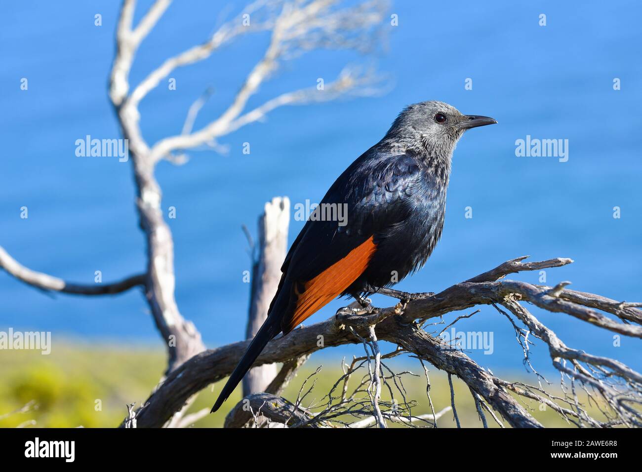Female Red-winged Starling On Tree Branch (Onychognathus morio Stock ...