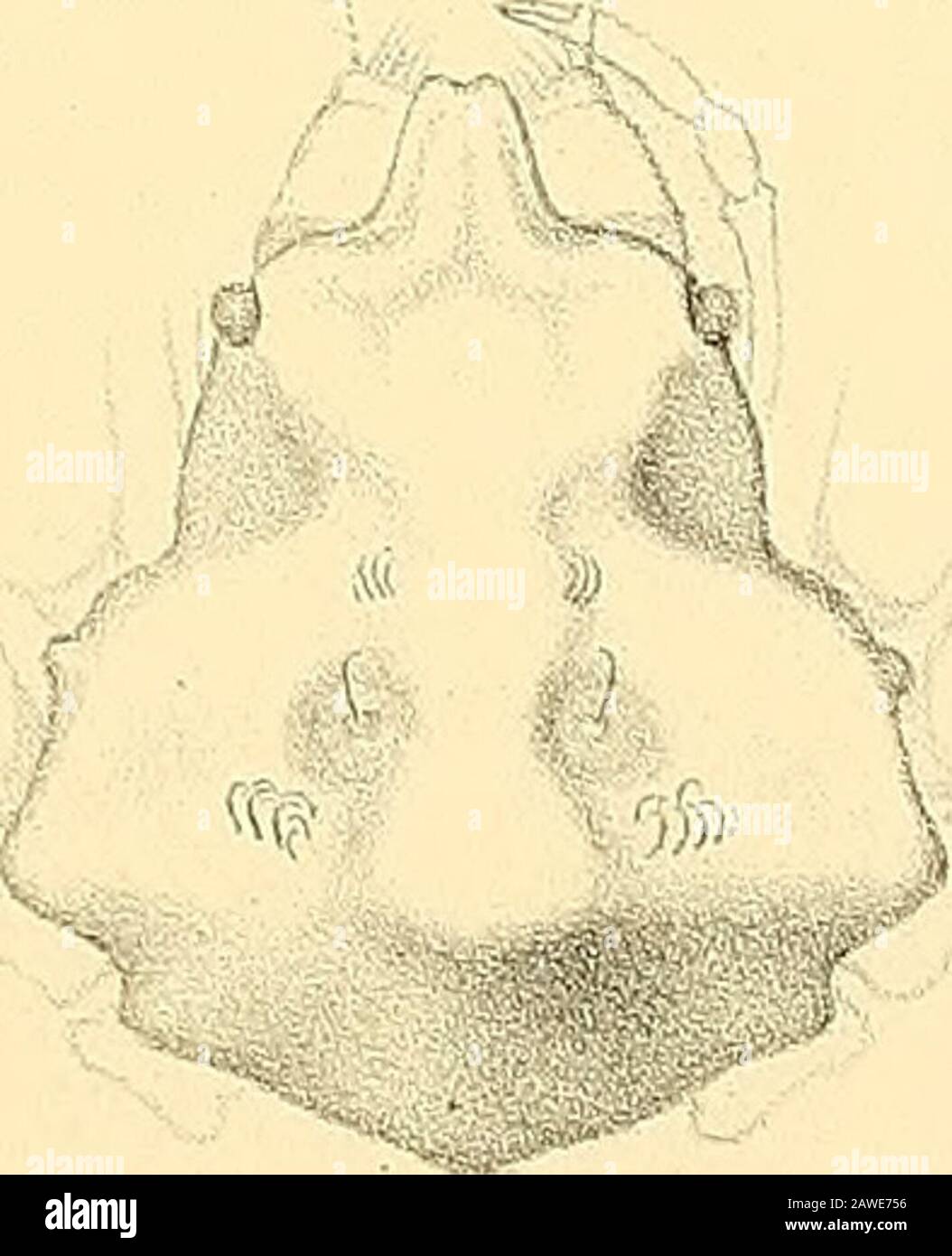 Doclea muricata hi-res stock photography and images - Alamy