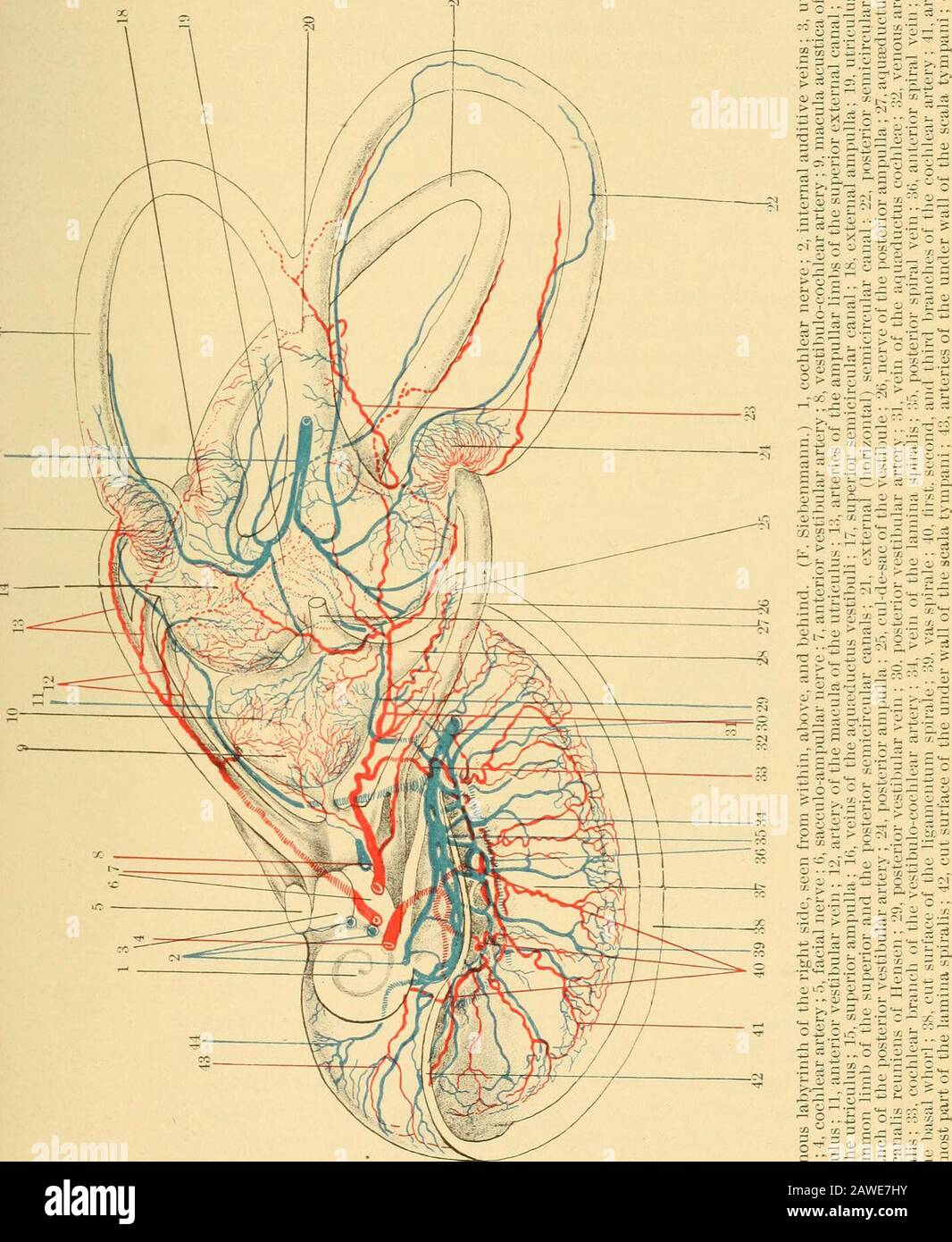 A text-book on diseases of the ear, nose and throat . he vestibule ...