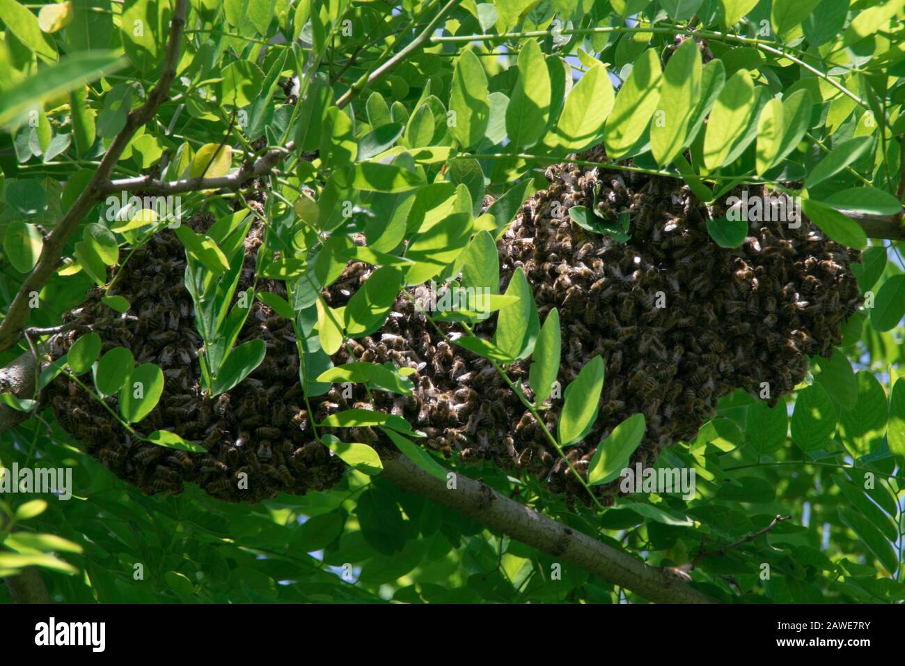 Formation of a new colony (family) bees on a branch of a Black locust ...