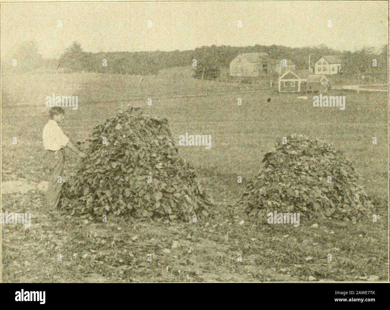 Soy beans experiment hi-res stock photography and images - Alamy