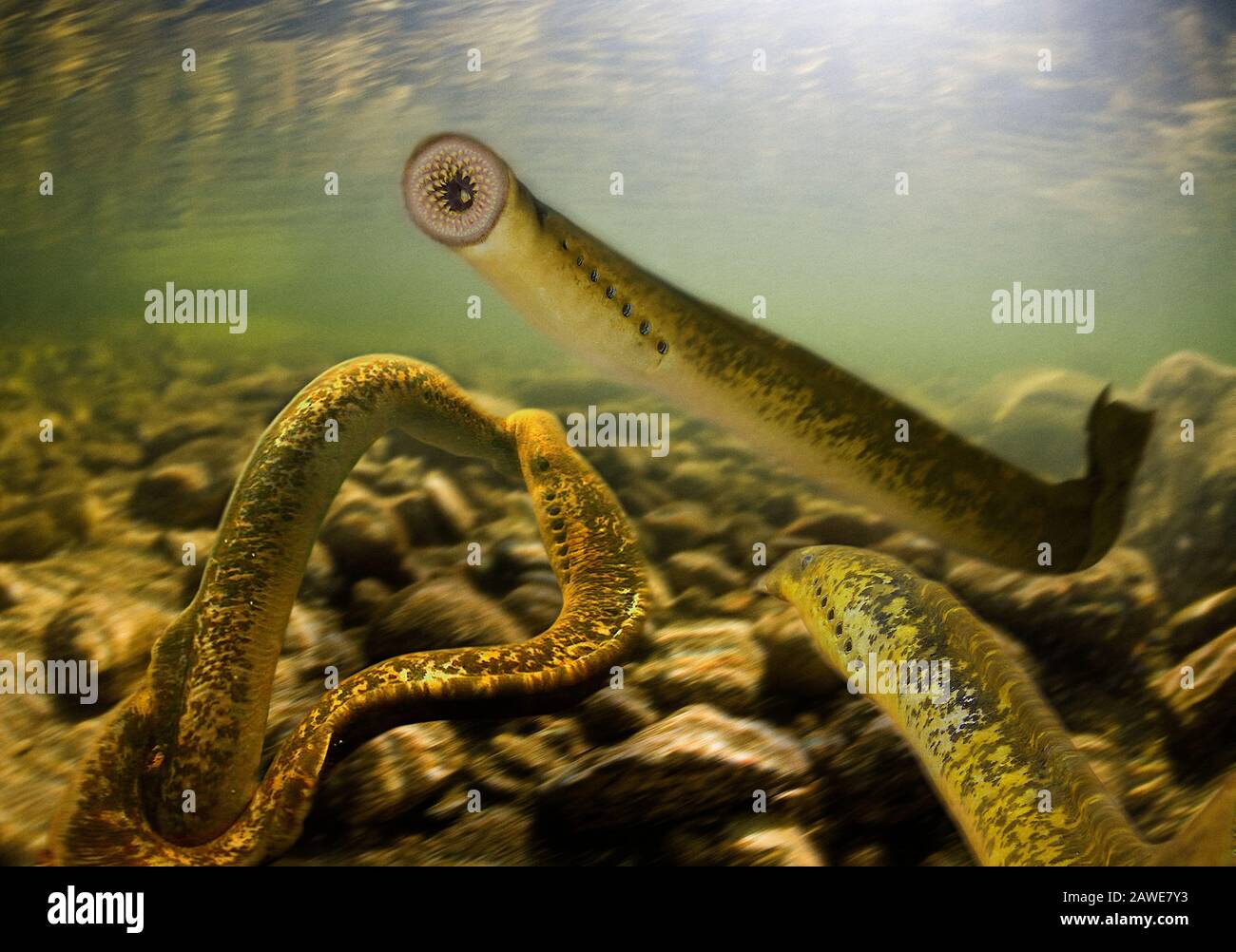Sea Lamprey Petromyzon Marinus High Resolution Stock Photography and ...