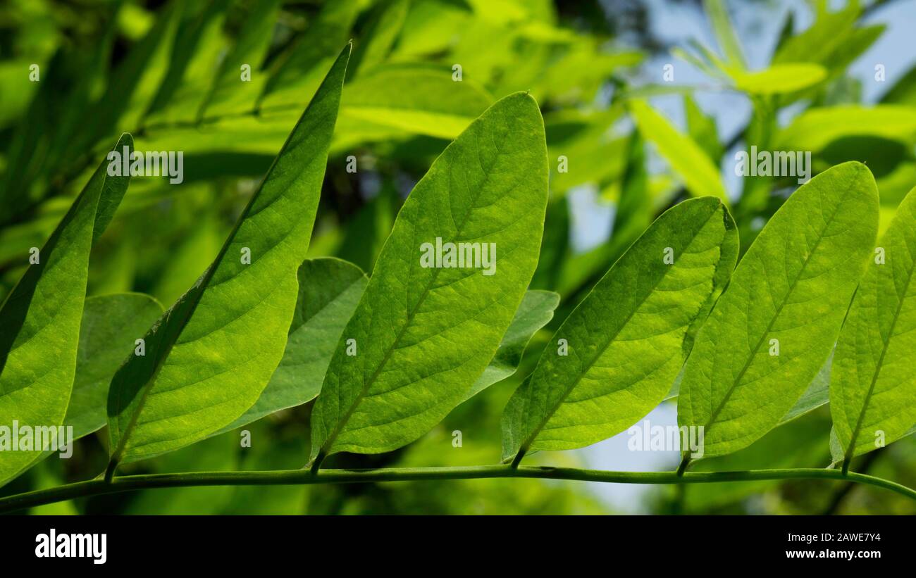 Black locust tree in landscape hi-res stock photography and images - Alamy