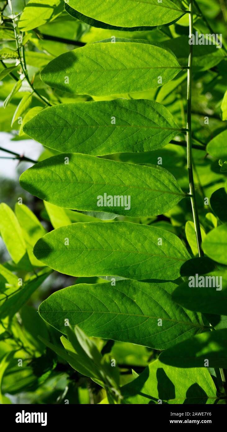 Black locust tree. Acacia leaves in summer sunshine Stock Photo - Alamy