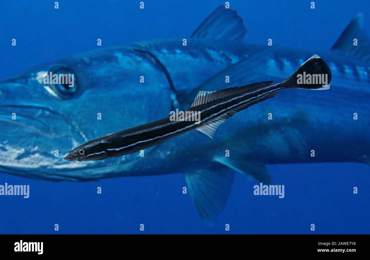 Water Sucker High Resolution Stock Photography and Images - Alamy