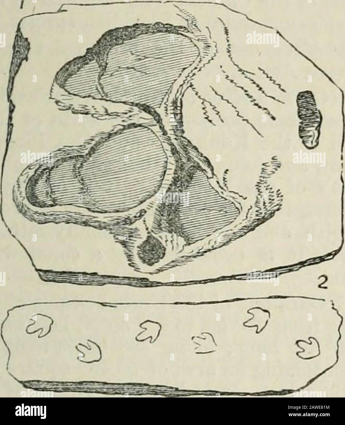 Fish Jaw Structure High Resolution Stock Photography and Images - Alamy