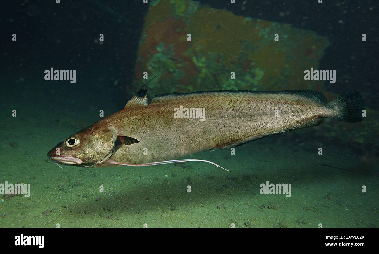 Forkbeard High Resolution Stock Photography and Images - Alamy